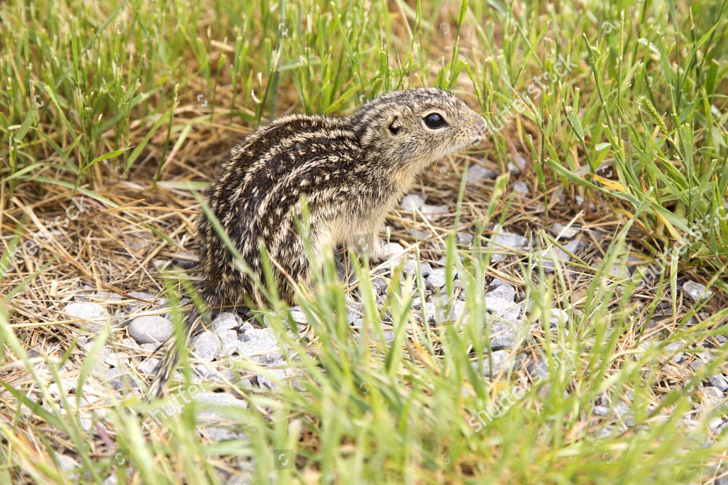 Thirteenlined Ground Squirrel Known Striped Gopher Editorial Stock ...