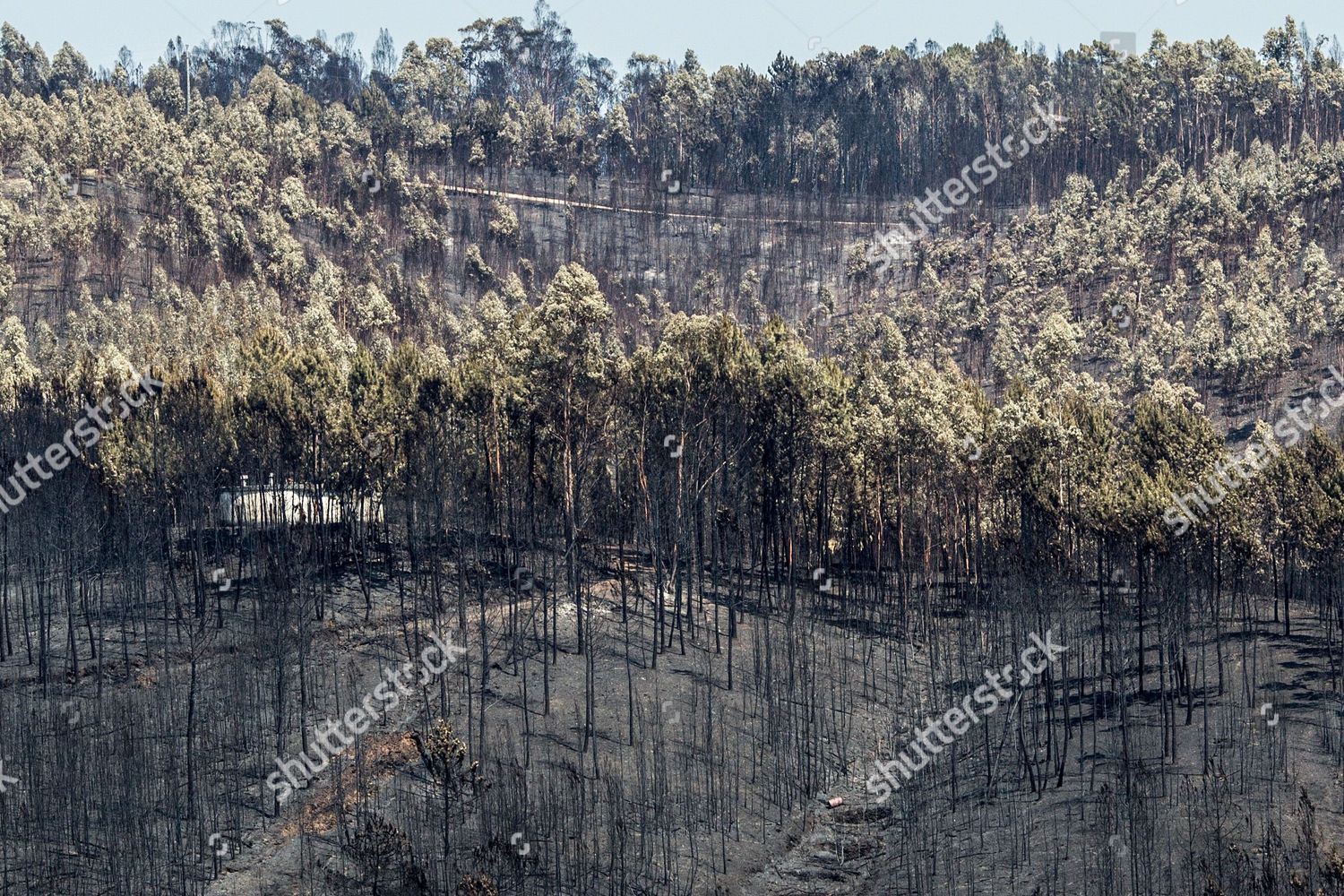 Burned Trees Aftermath Forest Fire Near Editorial Stock Photo - Stock ...