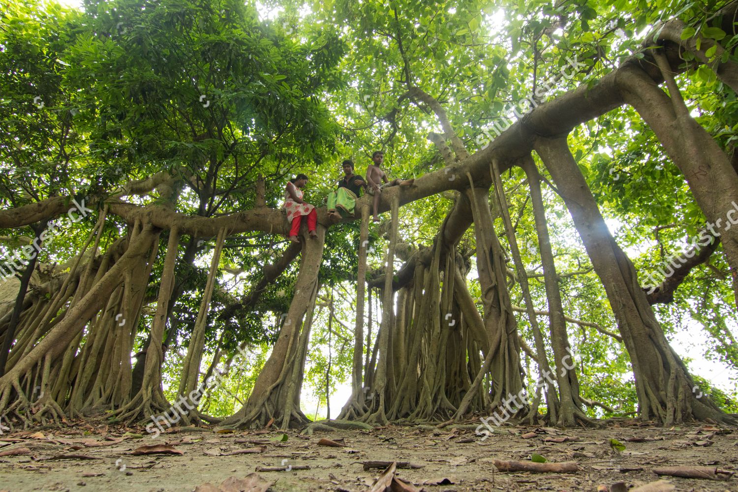 Unusal Tree Roots That Look Like Editorial Stock Photo - Stock Image ...