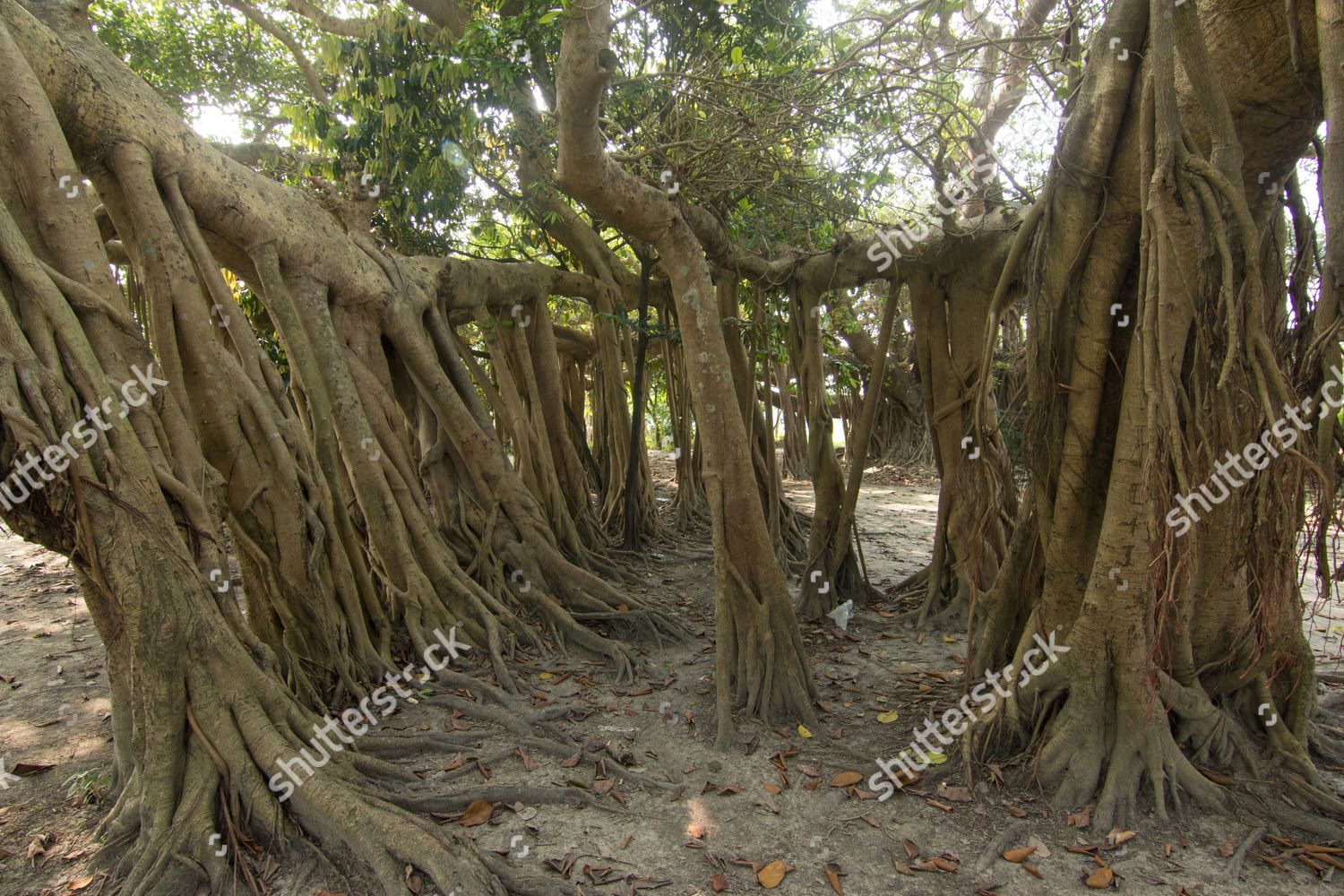 Unusal Tree Roots That Look Like Editorial Stock Photo - Stock Image ...