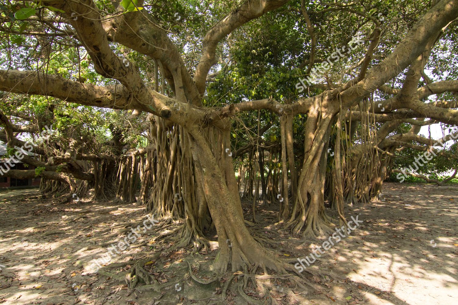 Unusal Tree Roots That Look Like Editorial Stock Photo - Stock Image ...