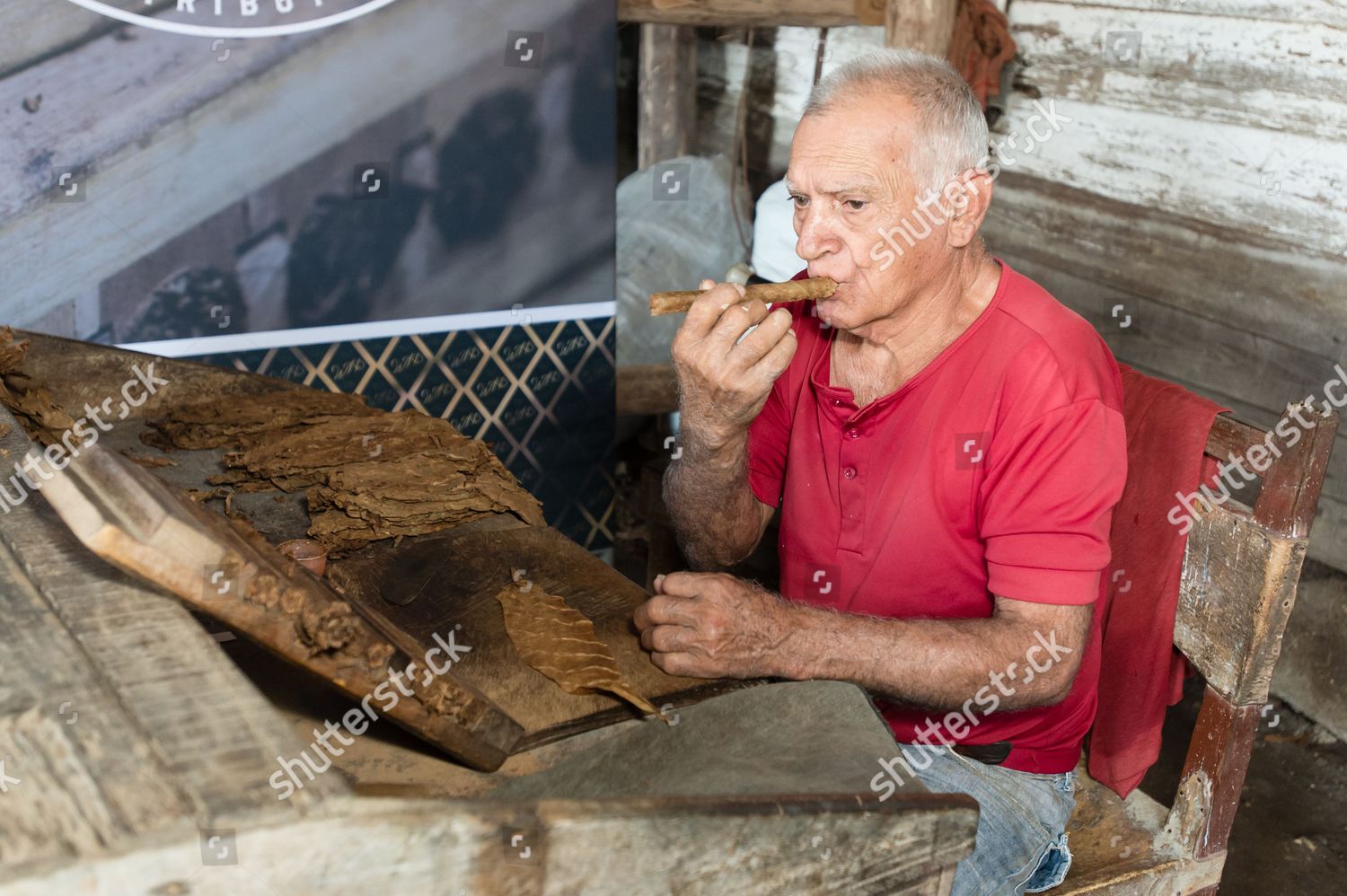 Factory Worker Rolls Cigars By Hand Editorial Stock Photo - Stock Image ...