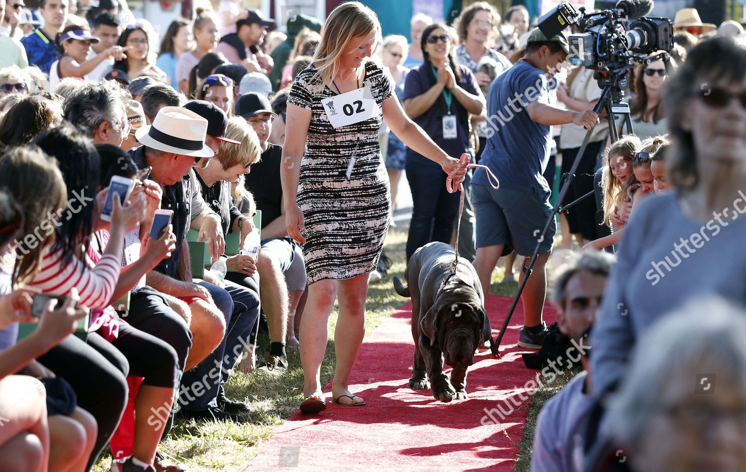 Martha Winner 2017 Worlds Ugliest Dog Editorial Stock Photo - Stock ...