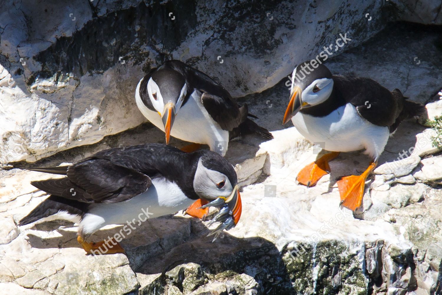 Puffins Have Arrived Bempton Cliffs On Editorial Stock Photo - Stock ...
