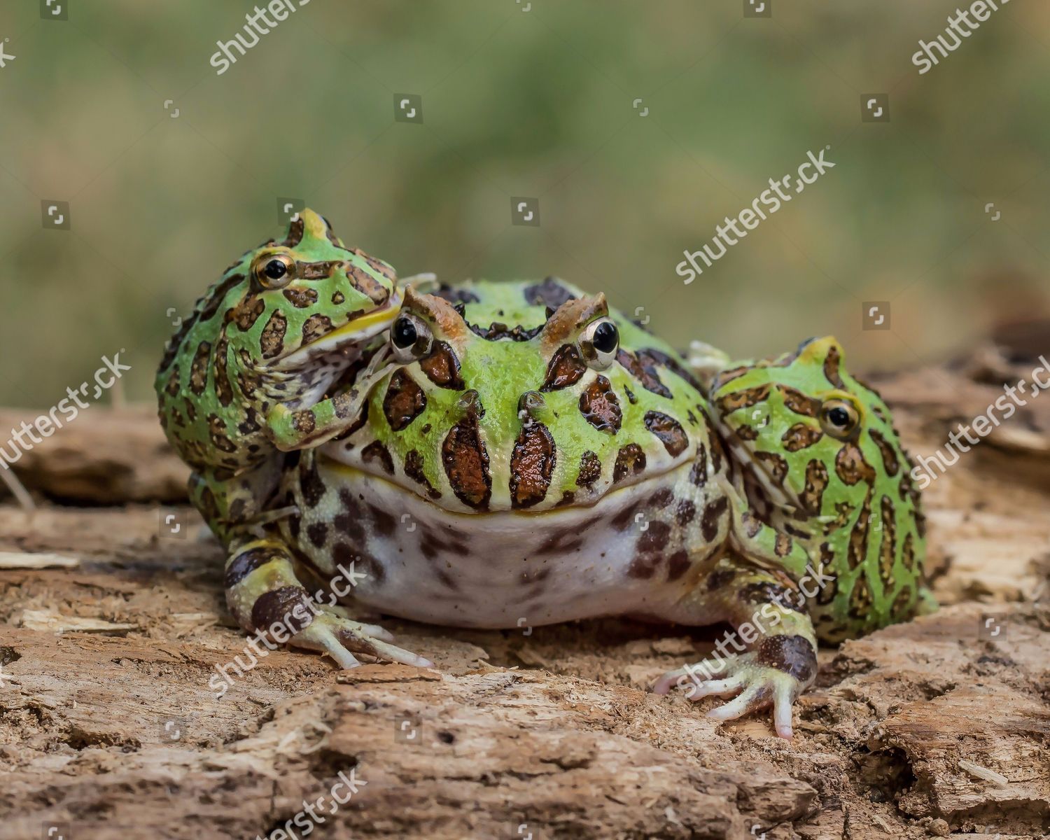 Frogs Climbing On Top One Another Editorial Stock Photo - Stock Image ...