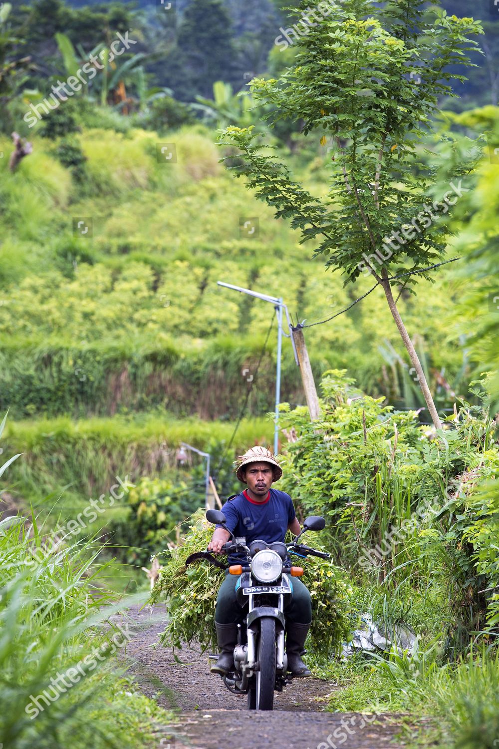 Man Drives Motorbike Plants Attatched Paddy Editorial Stock Photo ...