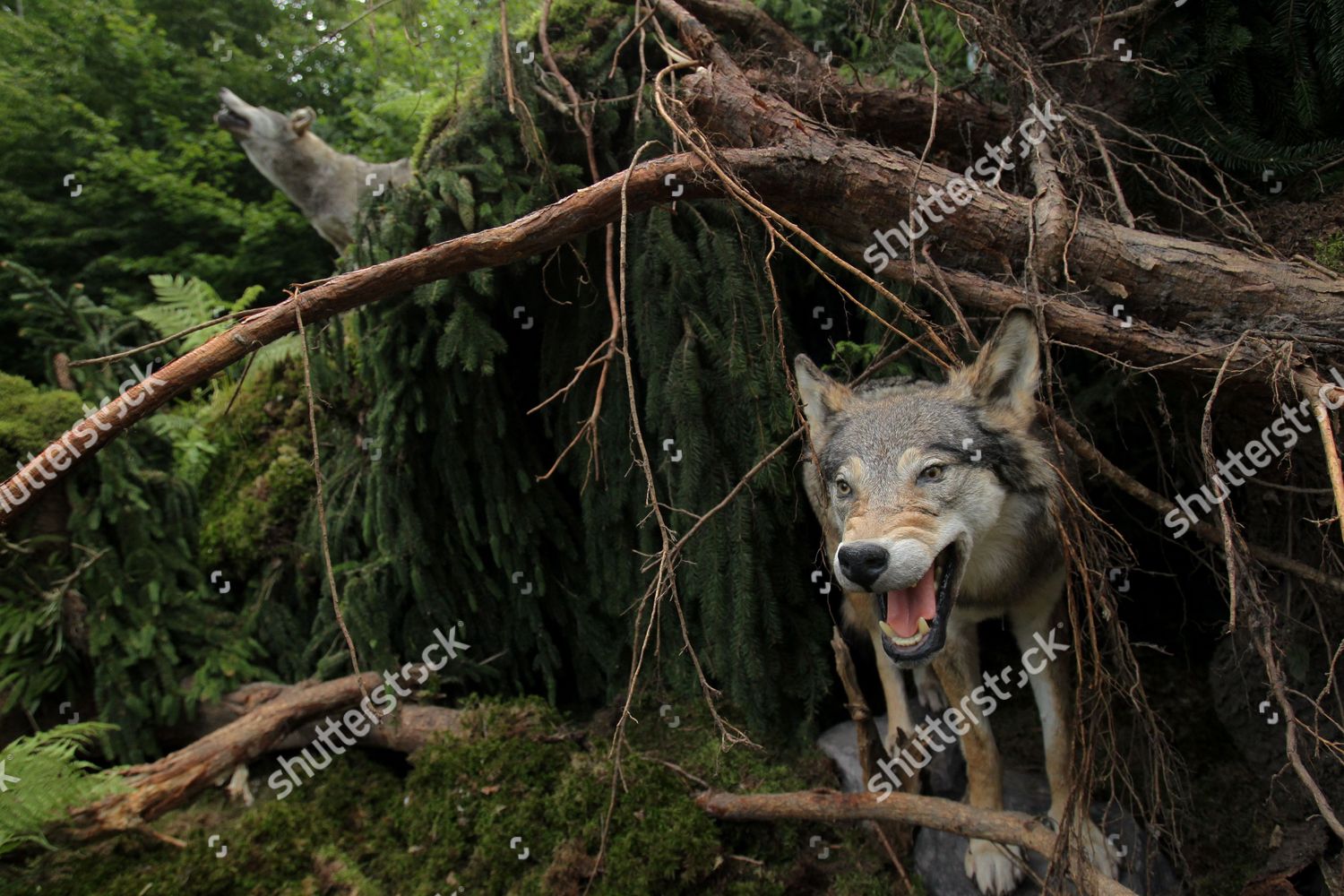 Stuffed Wolves First Stage Great Forest Editorial Stock Photo - Stock ...