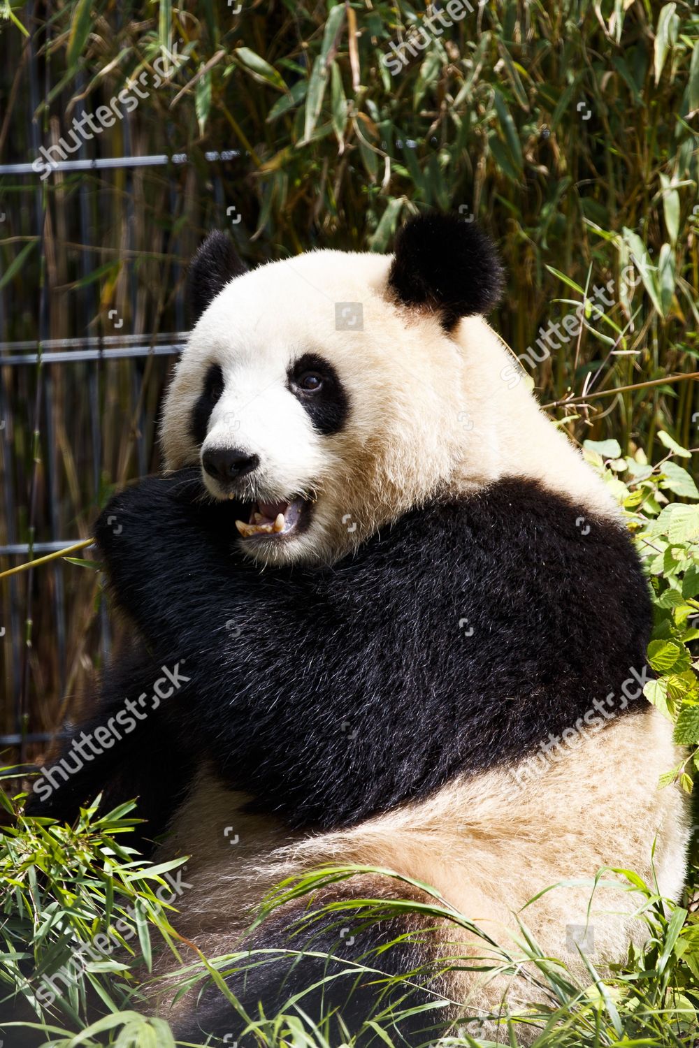 Panda Meng Meng Eats Leaves Eucalyptus Editorial Stock Photo - Stock ...