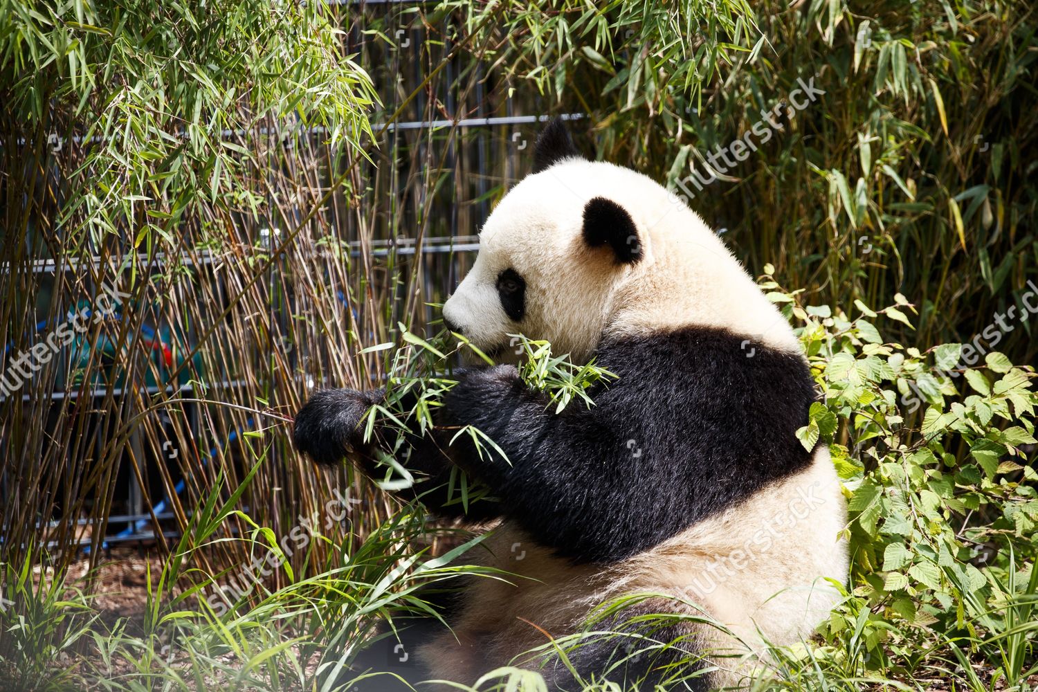 Panda Meng Meng Eats Leaves Eucalyptus Editorial Stock Photo - Stock ...