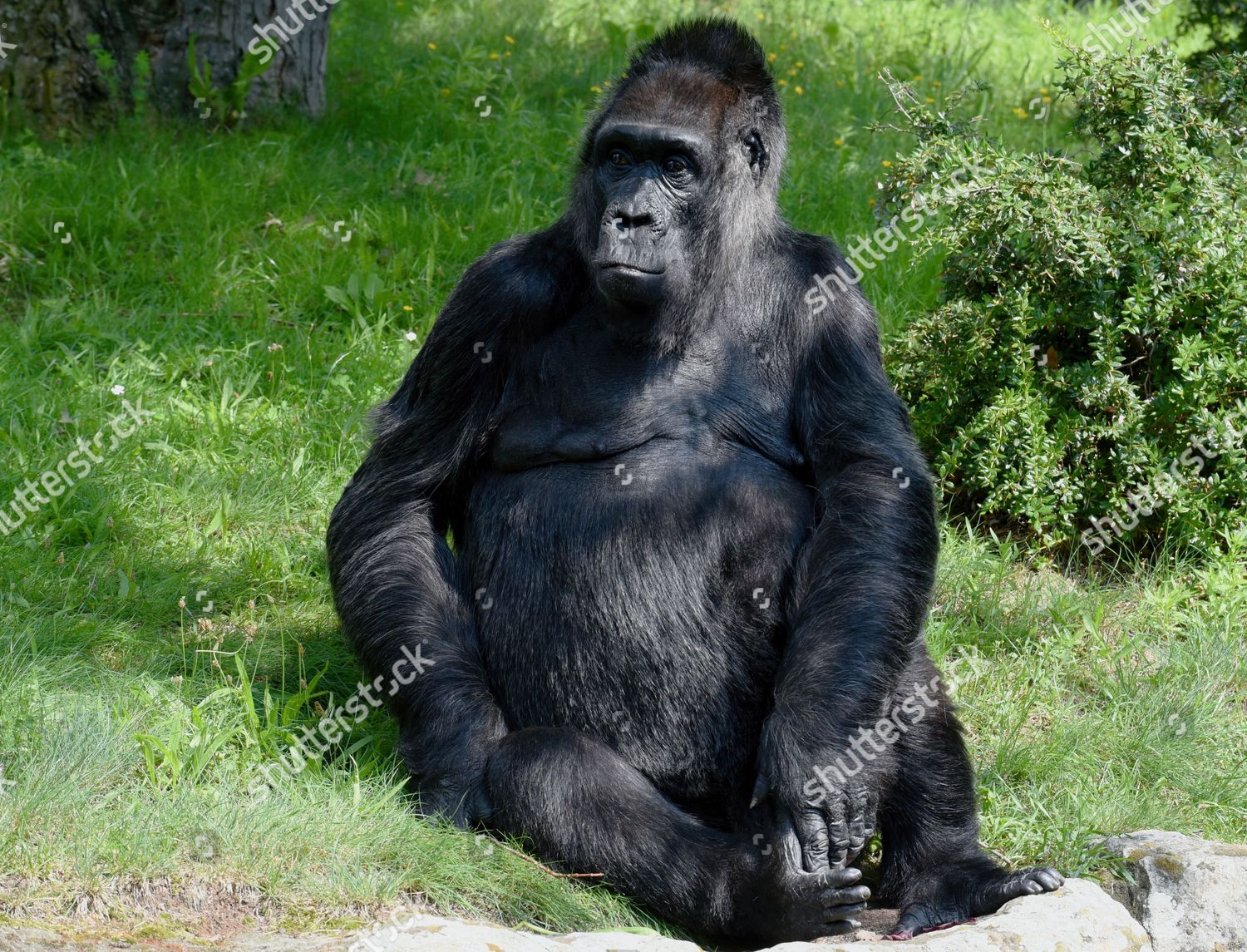 Europes Oldest Gorilla Fatou Berlin Zoo Editorial Stock Photo - Stock ...