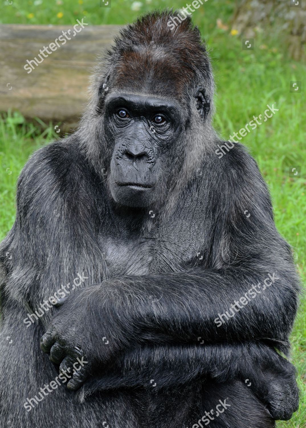 Europes Oldest Gorilla Fatou Berlin Zoo Editorial Stock Photo - Stock ...