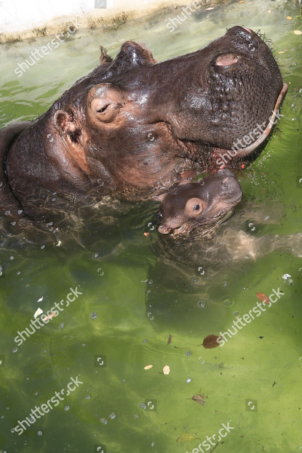 Onemonthold Hippo Cub Plays Water Mother Editorial Stock Photo - Stock ...