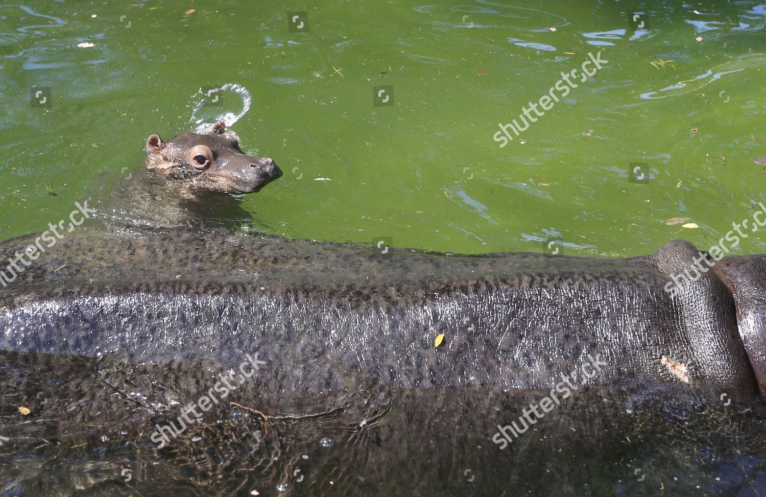 Onemonthold Hippo Cub Plays Water Mother Editorial Stock Photo - Stock ...
