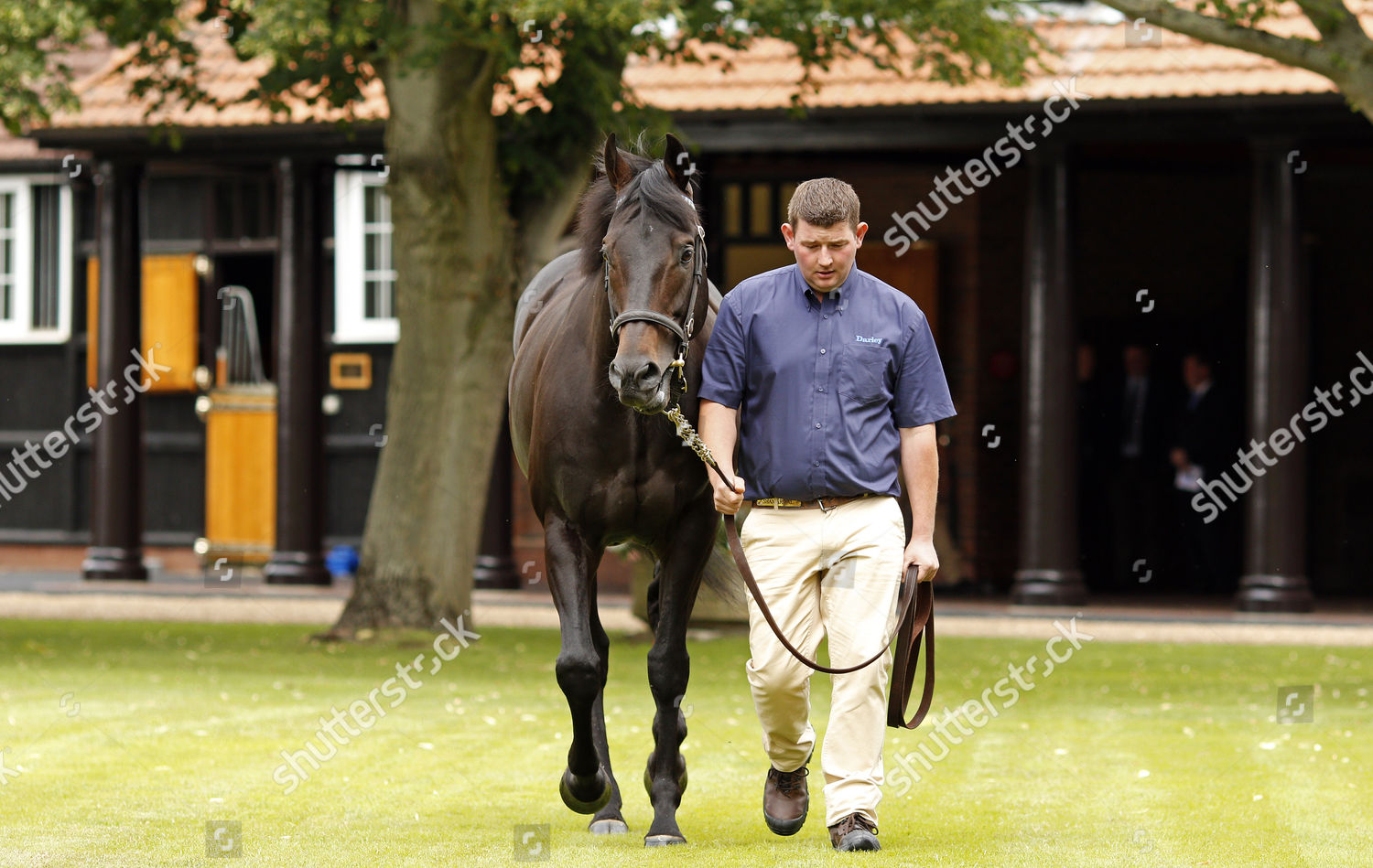 Slade Power Darley Stallion Dalham Hall Editorial Stock Photo - Stock ...