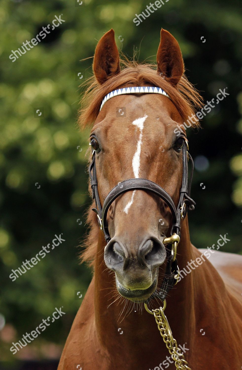 Buratino Darley Stallion Dalham Hall Stud Editorial Stock Photo - Stock ...