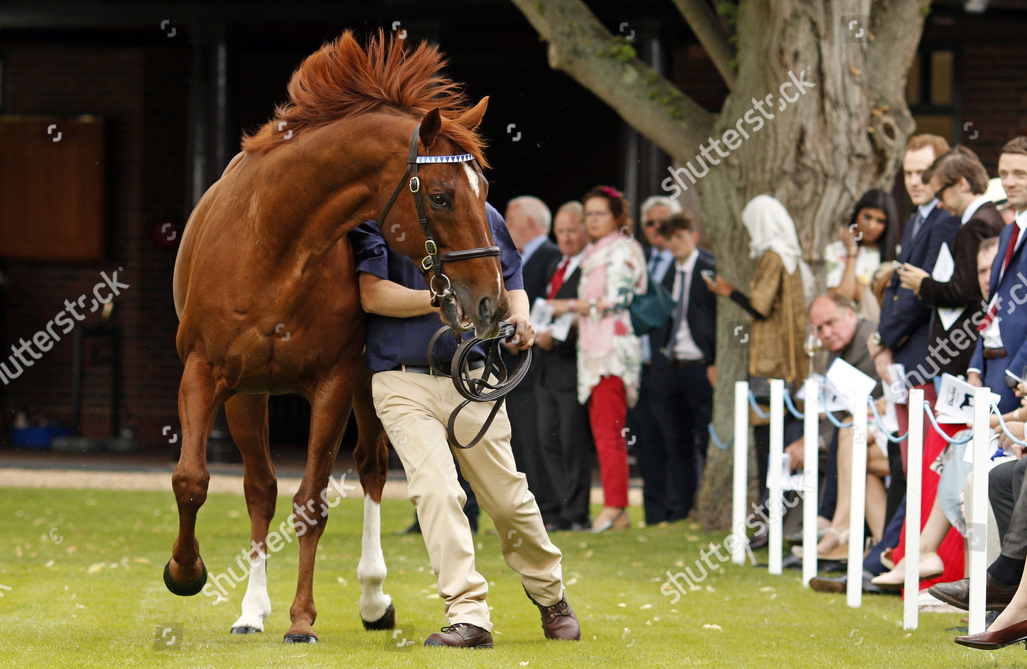 New Approach Darley Stallion Dalham Hall Editorial Stock Photo - Stock ...