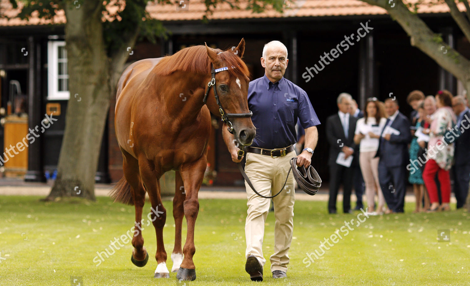 Sepoy Darley Stallion Dalham Hall Stud Editorial Stock Photo - Stock ...