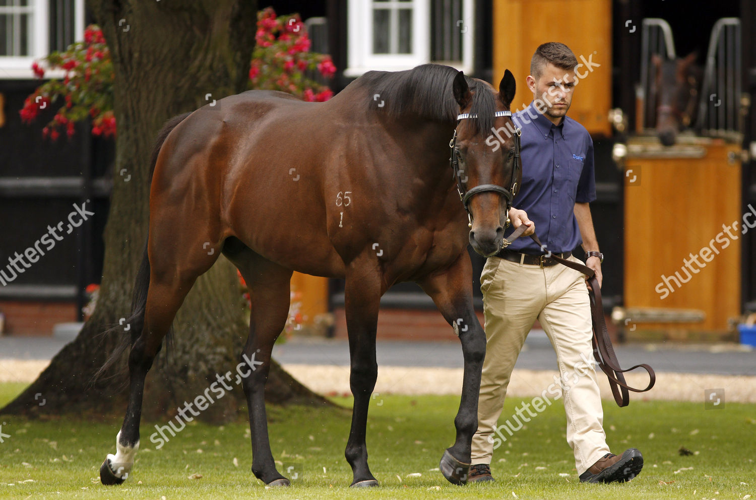 Hallowed Crown Darley Stallion Dalham Hall Editorial Stock Photo ...