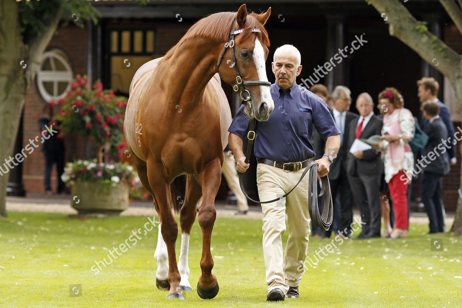 Helmet Darley Stallion Dalham Hall Stud Editorial Stock Photo - Stock ...