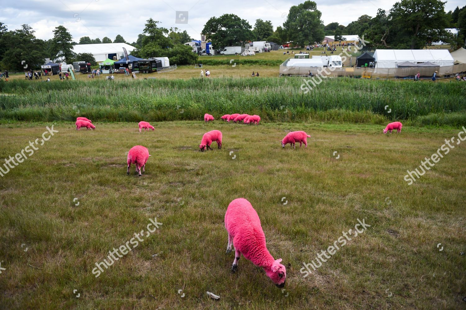 Pink Sheep Latitude Festival Editorial Stock Photo - Stock Image ...