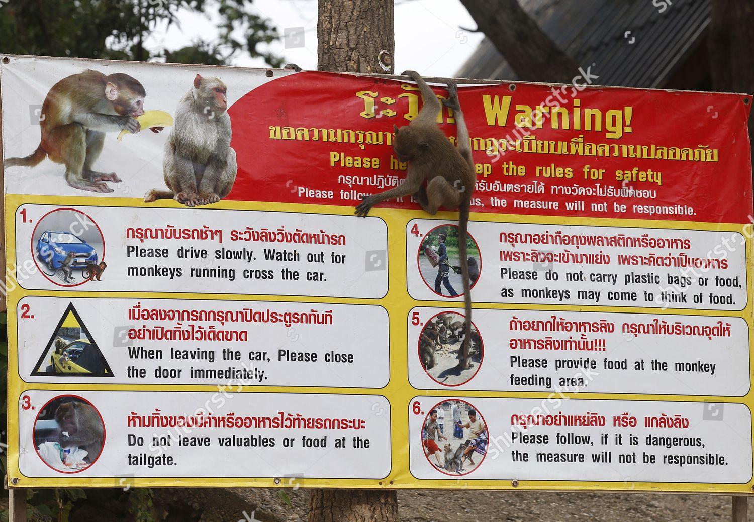 Monkey Climbs On Warning Sign Wat Editorial Stock Photo - Stock Image ...