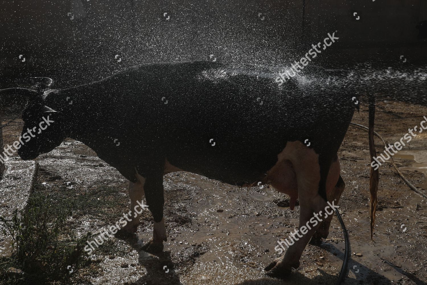 Farmers Wash Cows Farm Douma Syria Editorial Stock Photo - Stock Image ...