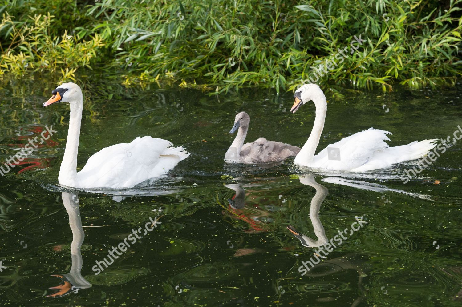 Group Nine Swans Signet Swans Swinning Editorial Stock Photo - Stock ...