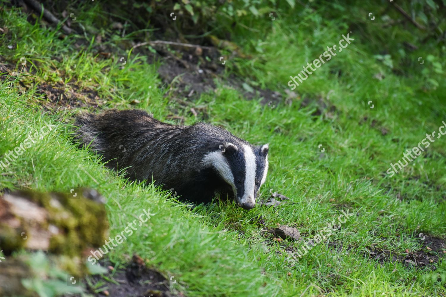 Badgers Feeding National Trusts Dinefwr Park Editorial Stock Photo ...
