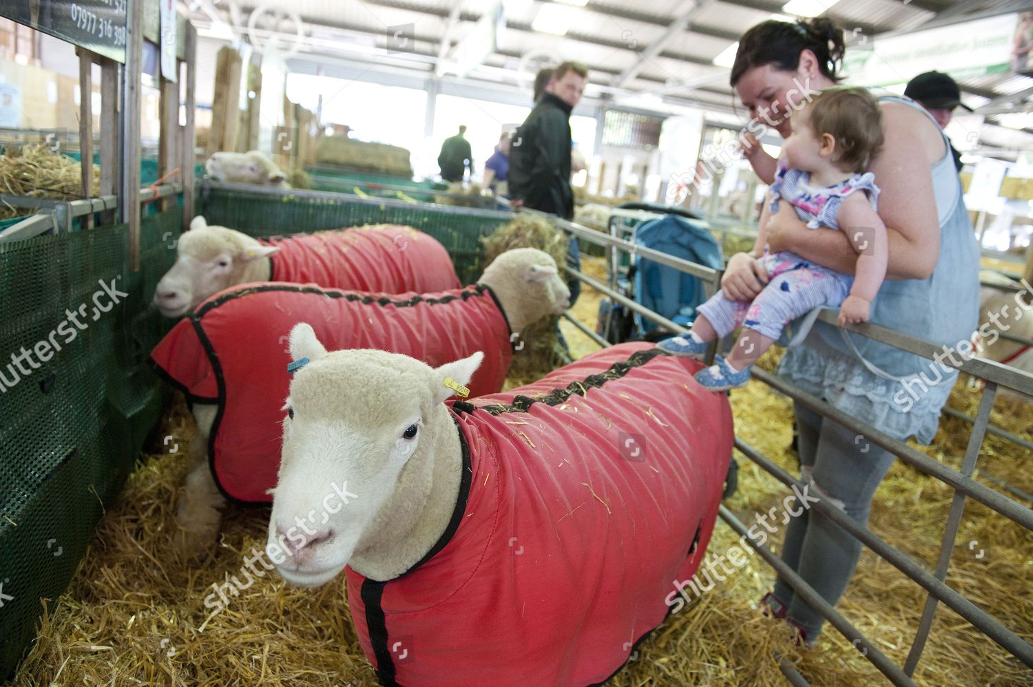 Young Child Shown Sheep On Eve Editorial Stock Photo - Stock Image ...
