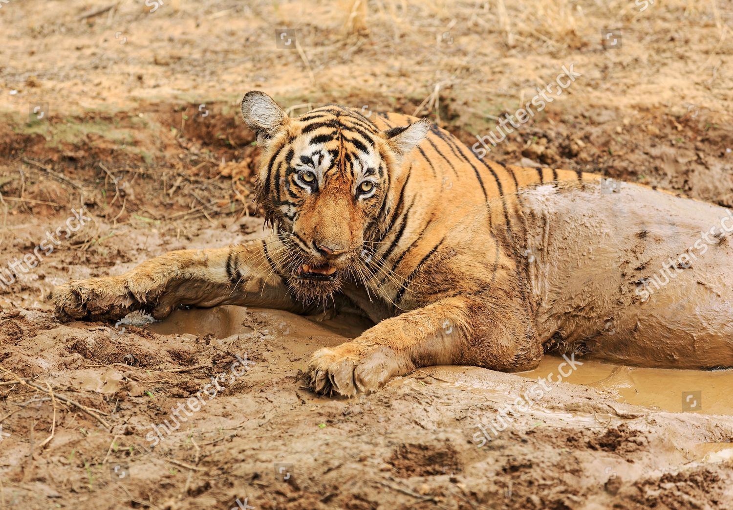 Tiger Cooling Off Muddy Pool Editorial Stock Photo - Stock Image ...