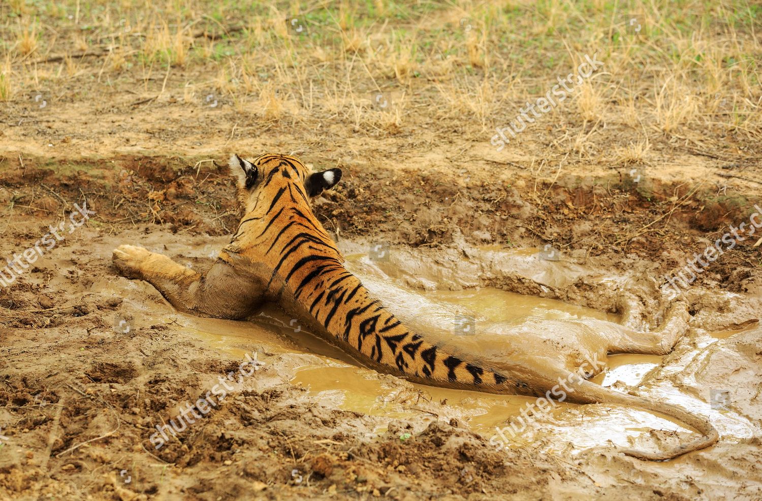 Tiger Cooling Off Muddy Pool Editorial Stock Photo - Stock Image ...