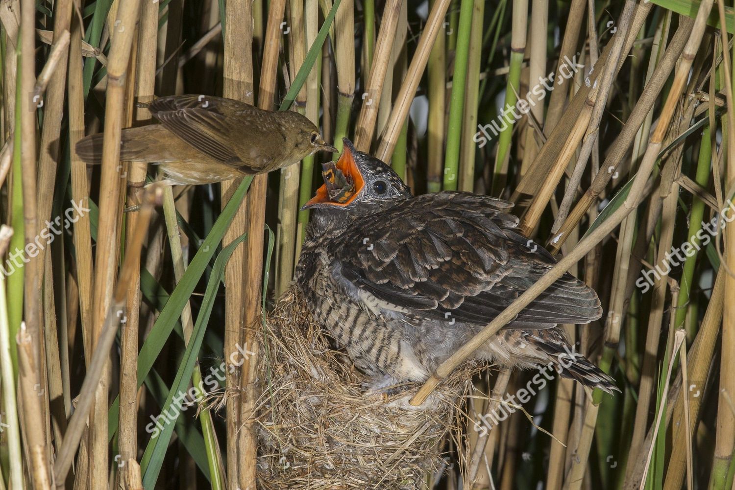 Cuckoo Chick Being Raised By Reed Editorial Stock Photo - Stock Image ...
