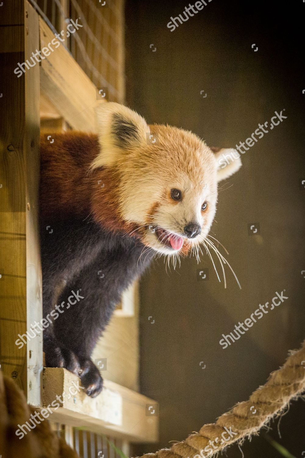 Mali Red Panda Explores Her New Editorial Stock Photo - Stock Image ...