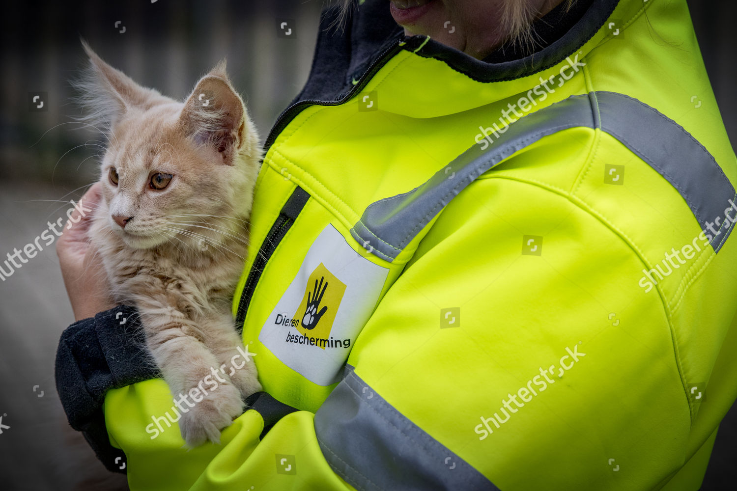 Animal Helpers Dierenbescherming On Patrol Their Editorial Stock Photo ...