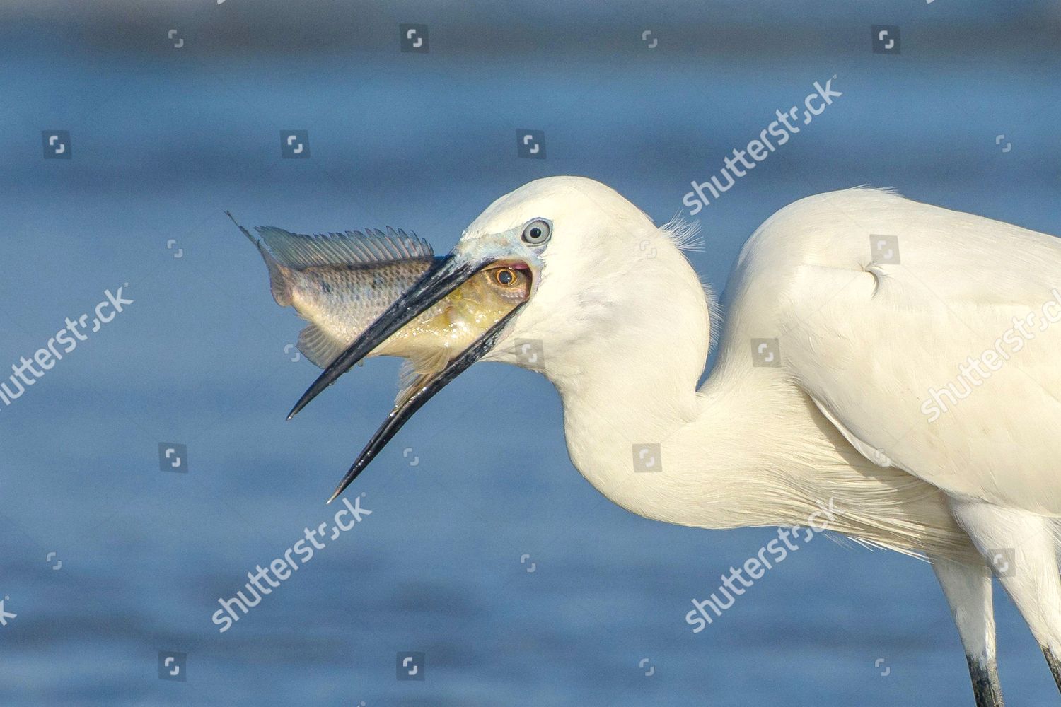 Egret Eating Fish Editorial Stock Photo - Stock Image | Shutterstock