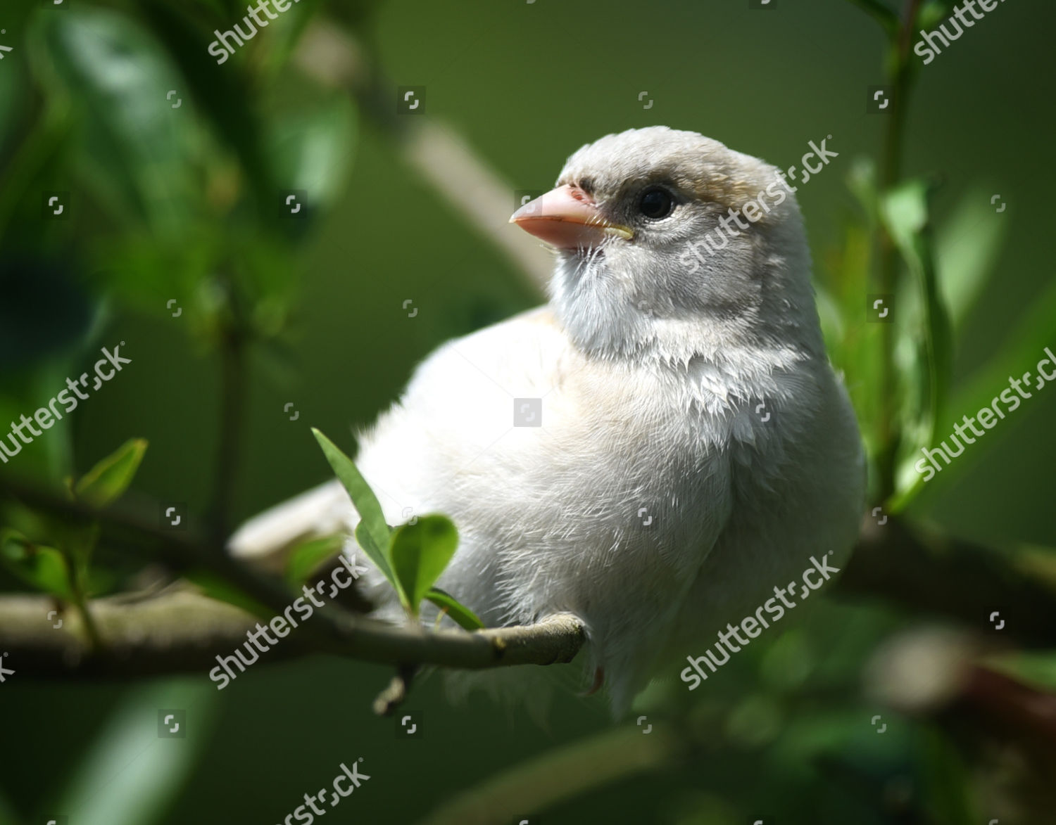 Albino Leucistic House Sparrow Editorial Stock Photo - Stock Image ...