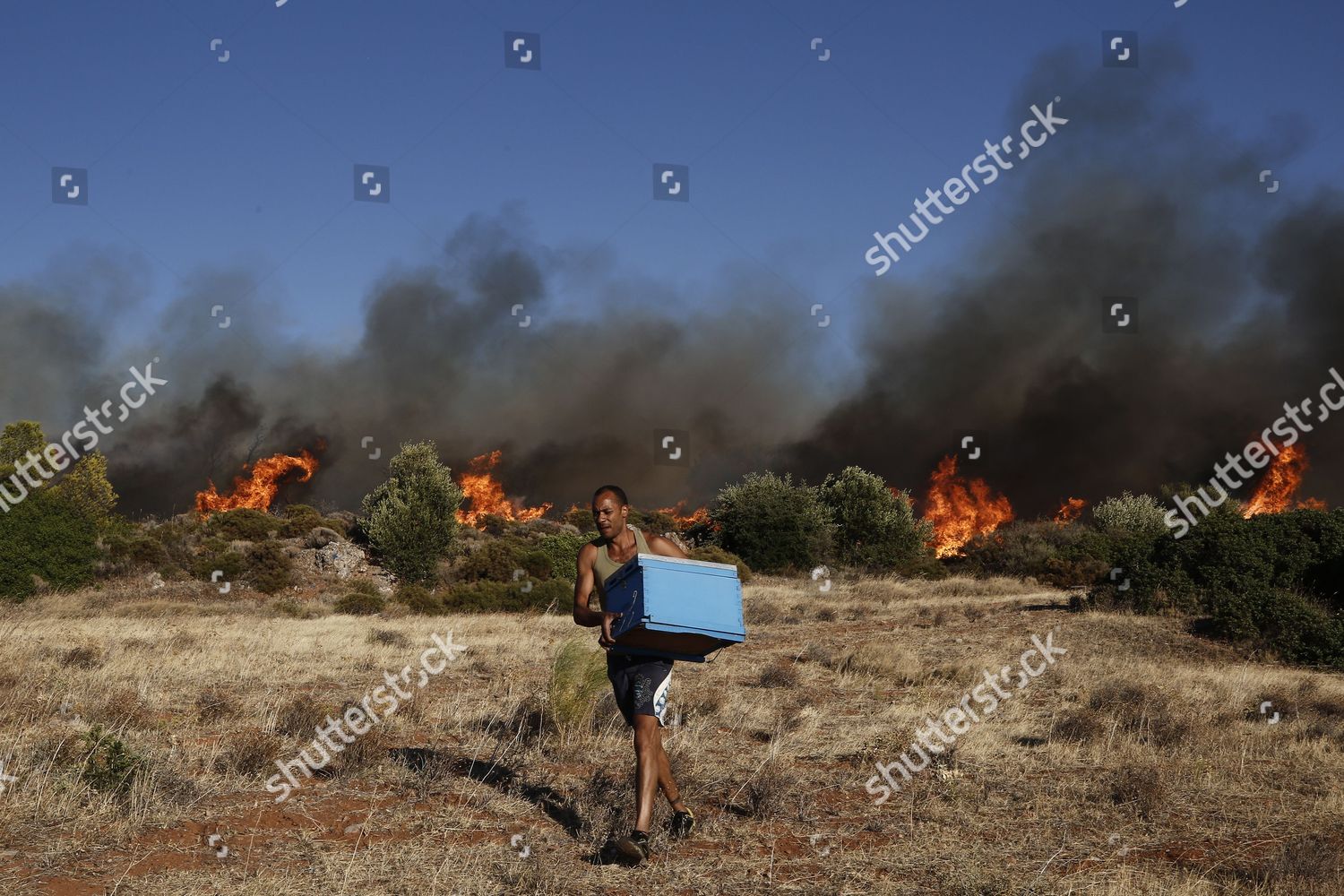 Man Carries Beehive Safety While Bushfire Editorial Stock Photo - Stock ...