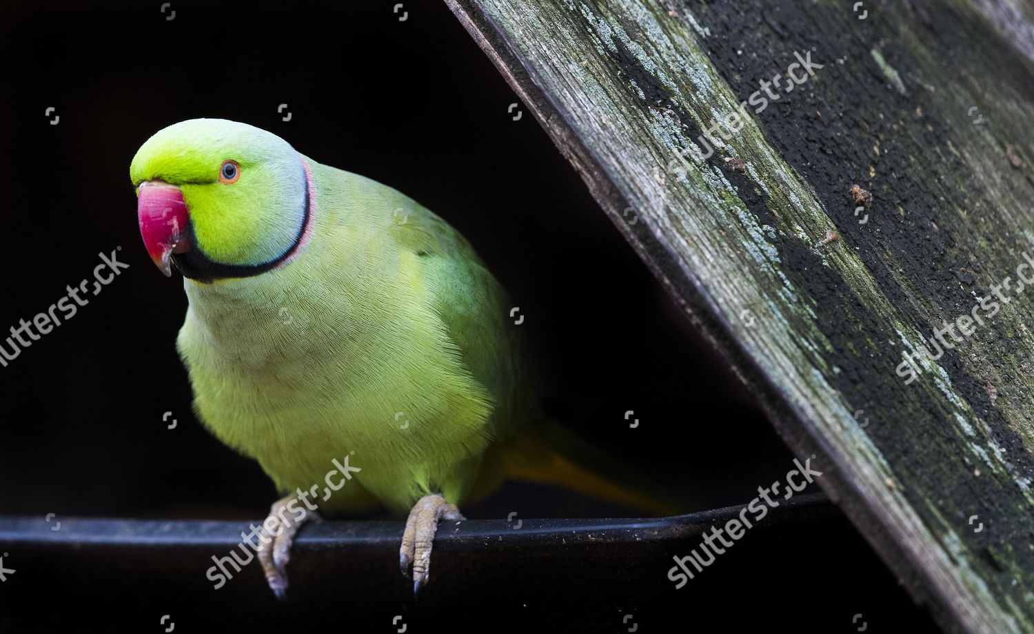 Indian Ringneck Parakeet Sits Aviary World Editorial Stock Photo ...