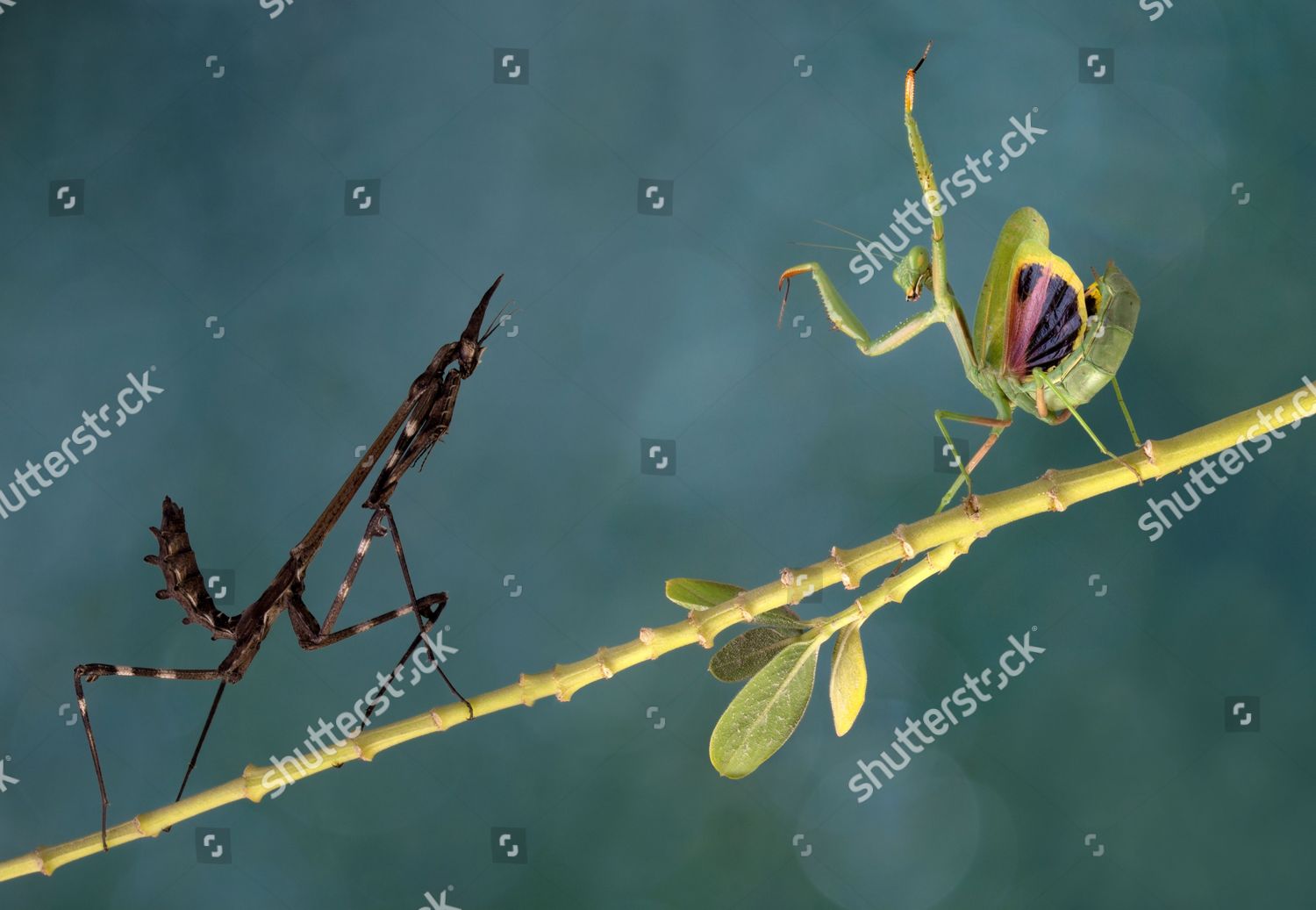Two Preying Mantis Fighting Editorial Stock Photo - Stock Image ...