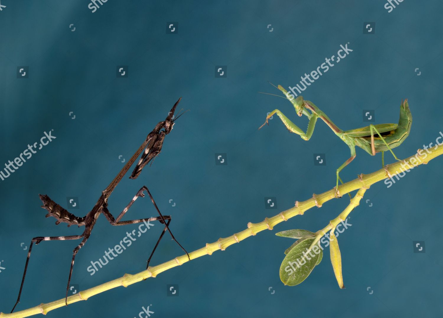 Two Preying Mantis Fighting Editorial Stock Photo - Stock Image ...