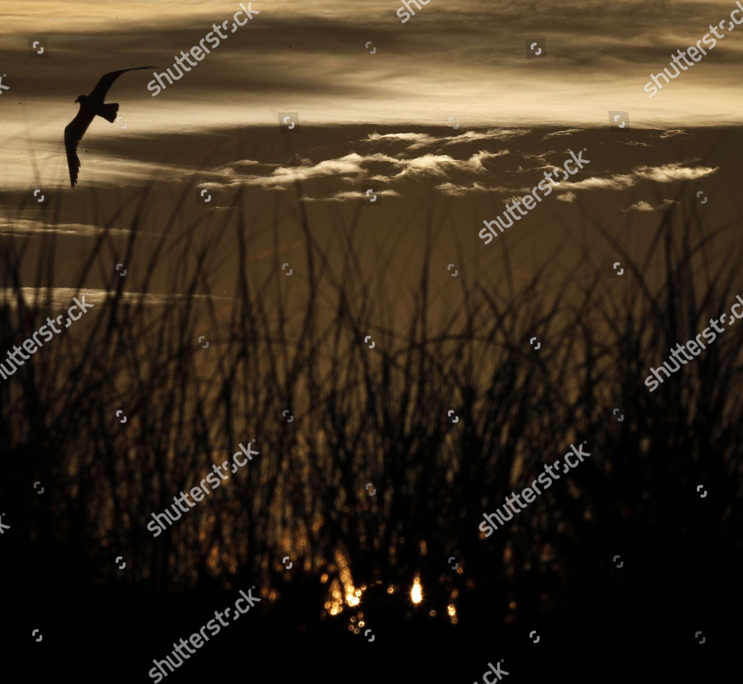 Bird Flies Overhead Sun Sets Behind Editorial Stock Photo - Stock Image ...
