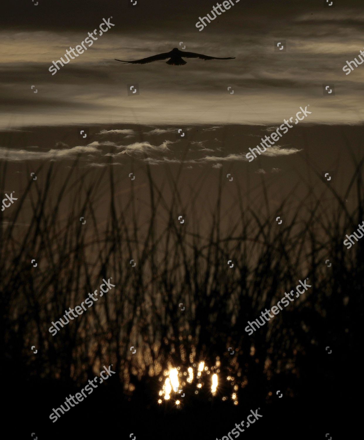 Bird Flies Overhead Sun Sets Behind Editorial Stock Photo - Stock Image ...