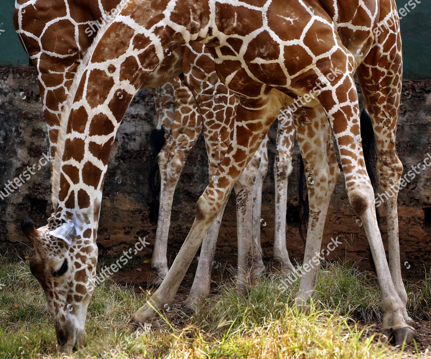 Giraffe Giraffa Forages Among Fresh Grass Editorial Stock Photo - Stock ...