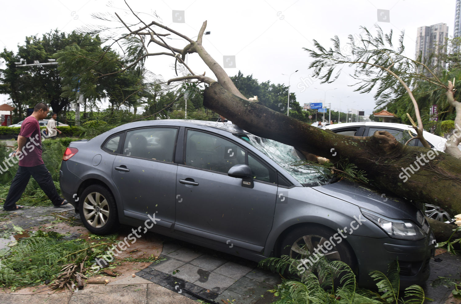 Car Damaged By Fallen Tree Zhuhai Editorial Stock Photo - Stock Image ...