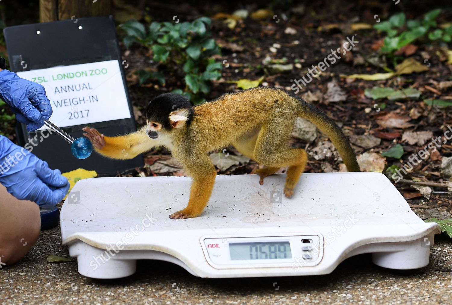 Squirrel Monkeys Weighed On Scales During Editorial Stock Photo - Stock ...