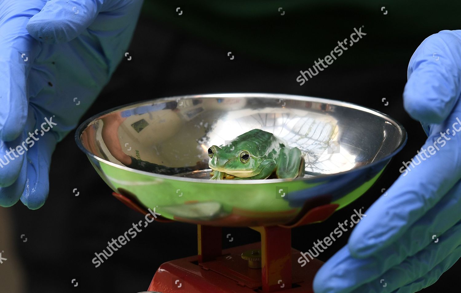 Feas Flying Tree Frog Stands On Editorial Stock Photo - Stock Image | Shutterstock