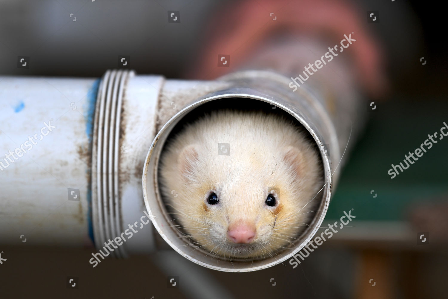 Champion Ferret Scobie Trains Drain Pipes Editorial Stock Photo - Stock ...