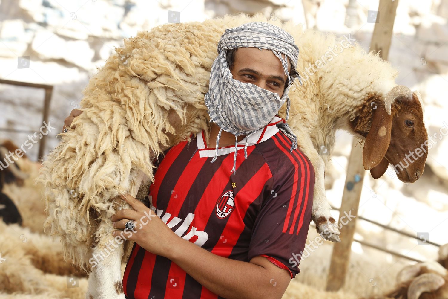 Jordanian Vendor Carries Sheep Market During Editorial Stock Photo ...