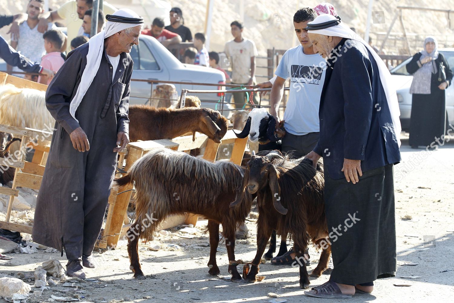 Jordanian Man Buys Sheep Market During Editorial Stock Photo - Stock ...