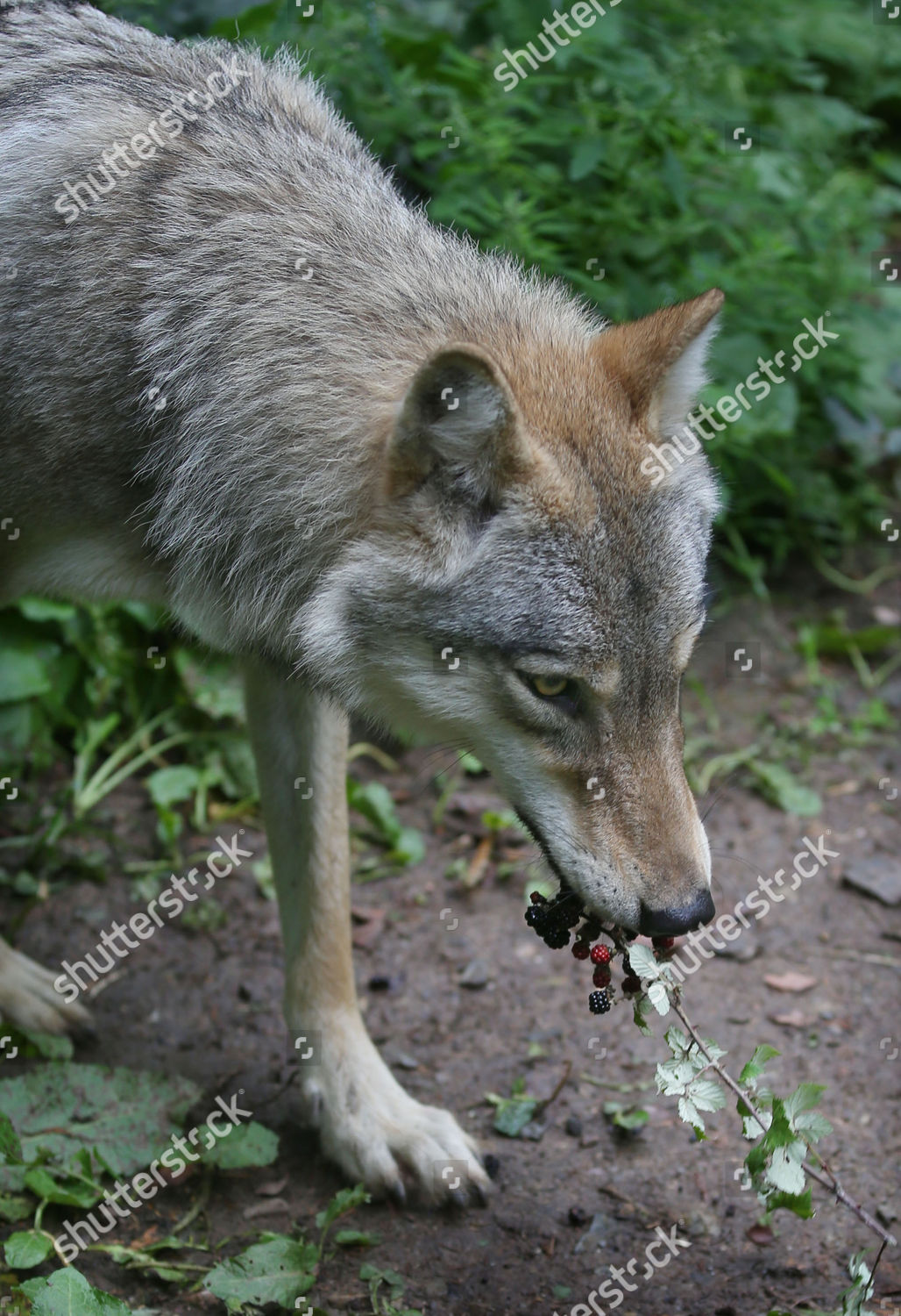 Wolves Eating Blackberries Editorial Stock Photo - Stock Image ...